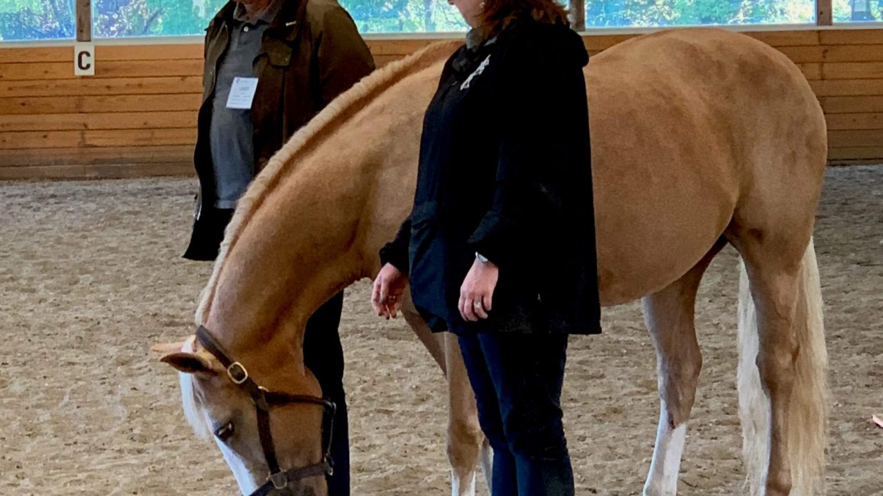 Equine Assisted Learning - Lissa Pohl Coaching